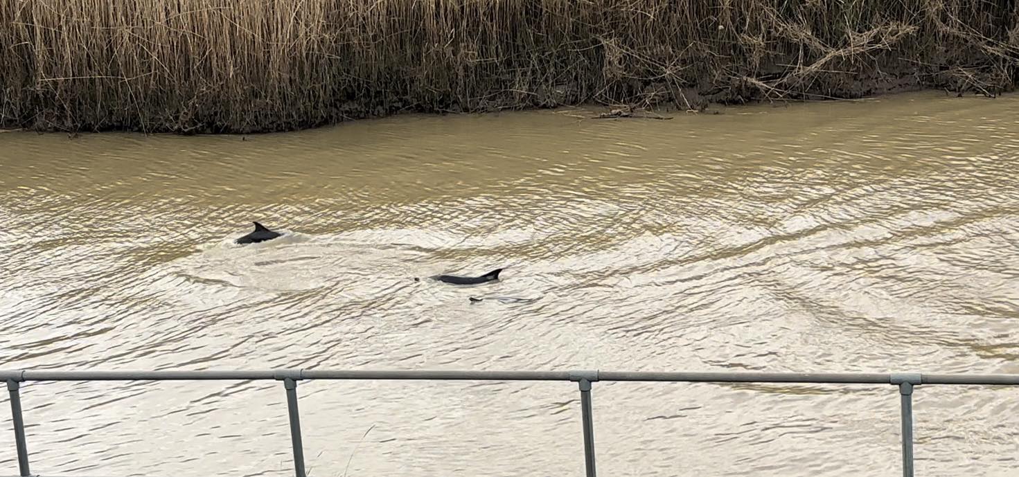Porpoises spotted in River Welland near Spalding - The Voice