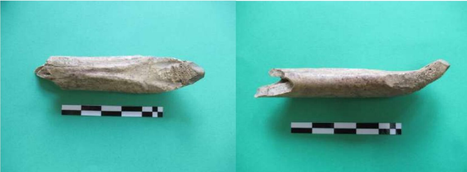 Bone skates among archaeology finds - The Voice